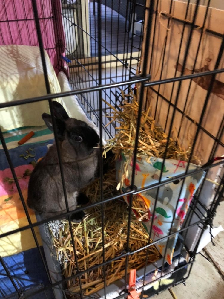 Hay Bags - Teacup Nethies